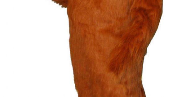 Golden Hawk Mascot Costume 1022-Z