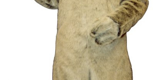 Lynx Mascot Costume 546-Z